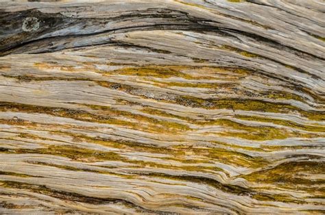 Premium Photo Trunk Texture Gnarled Juniper Tree