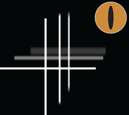 Power Of Pupils Is In Their Shape