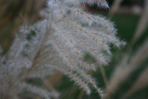Forsythia Root Writing Staying Rooted And Receiving The Generosity