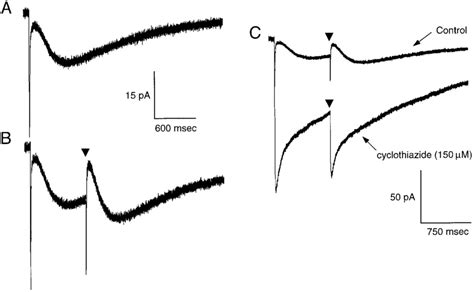Paired Pulse Experiments Confirm The Hypothesis That The Slow Epsc Download Scientific Diagram