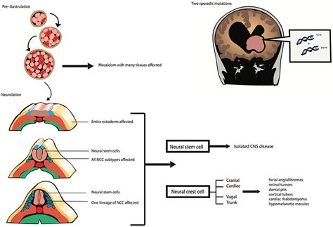 the extent of clinical disease is largely determined by the timing of
