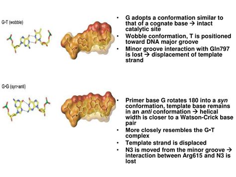 Ppt Structures Of Mismatch Replication Errors Observed In A Dna