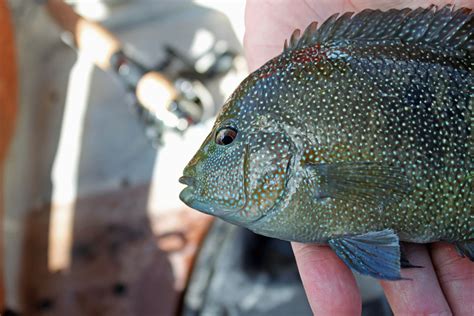 The Devils River A Hidden Oasis — Texas Kayak Fisher