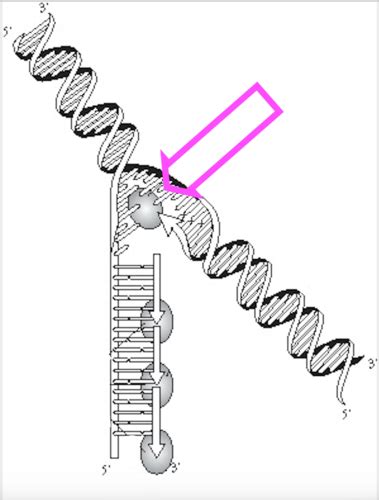Dna And Rna Flashcards Quizlet