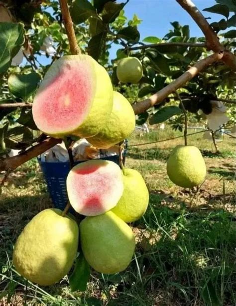 Psidium Guajava Full Sun Exposure Red Diamond Guava Plant For Fruits Well Drained At ₹ 200