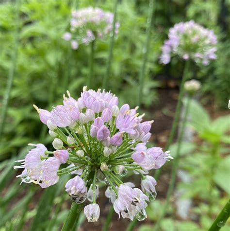 Blooming Allium Alan Ilagan