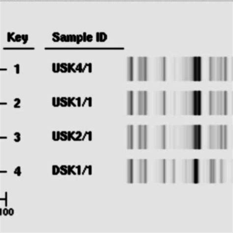 Repetitive Sequence Based Polymerase Chain Reaction Rep Pcr