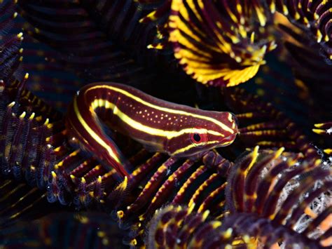 タスジウミシダウバウオ Izuzuki海の生き物大図鑑 笑