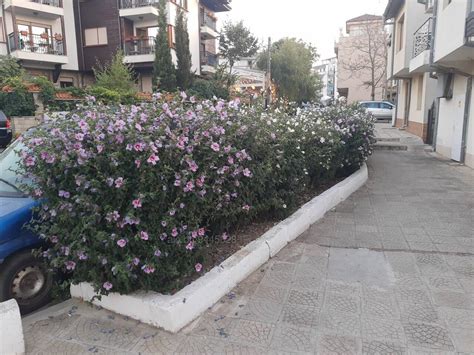 Поддръжка и озеленяване на градини Селскостопански Градински София Косене плевене на