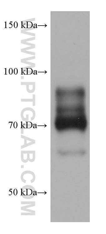 Siglec10 Antibody 60547 1 Ig Proteintech