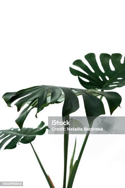 많은 백색 다른 열 대 텍스처 녹색 잎 배경 자연 미술 엽서 신선한 여름 몬스 테라 패턴 0명에 대한 스톡 사진 및 기타 이미지 0명 계절 깨끗한 Istock