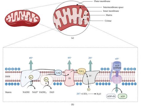 Structure Of Mitochondria And Electron Transport Chains Etc A