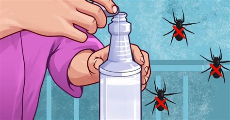 Non Chemical Ways To Get Rid Of Spiders In Your Home