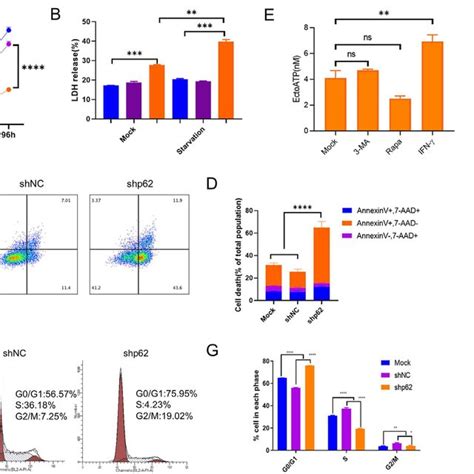 Knockdown Of Sqstm1p62 Delays The Cell Cycle And Promotes Cell Death
