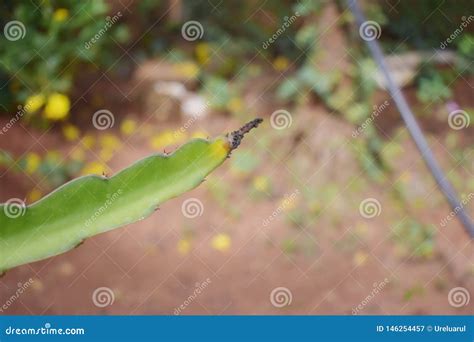 Dragon Fruit Disease Soft Rot Pest Stock Image Image Of Colour Spoil 146254457