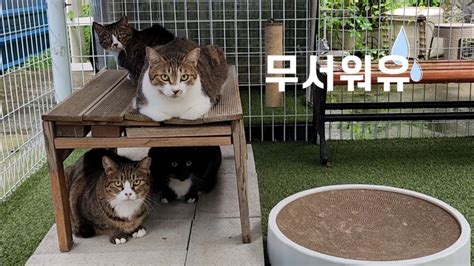 연휴 후유증에 비까지 내리는 날 고양이 집사의 고된 하루 Youtube