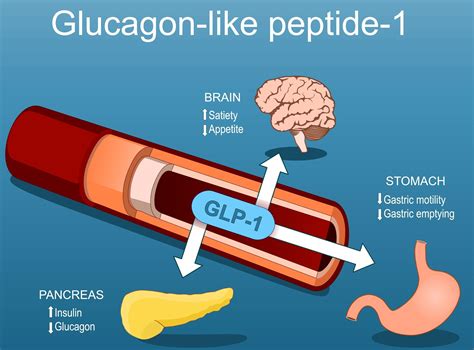 Trends In The Development Of Glp 1 Receptor Agonists