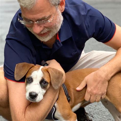 Tobys Rescue Finding Homes For Sato Dogs