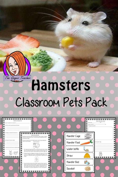 Looking After Hamsters Classroom Pets Pack Teaching Resources