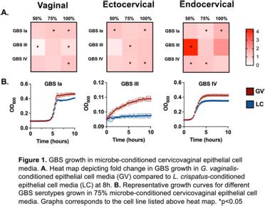 459 Common Vaginal Microbes Modify Group B Streptococcus Growth At Epithelial Barriers