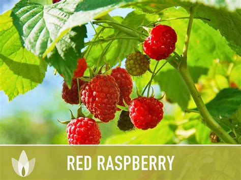 Red Raspberry European Raspberry Seeds Heirloom Seeds Etsy Red Raspberry European Raspberry Seeds Heirloom Seeds Etsy