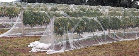 Bird Netting Protects Orchard From Birds Mesh 6 Mm × 6 M