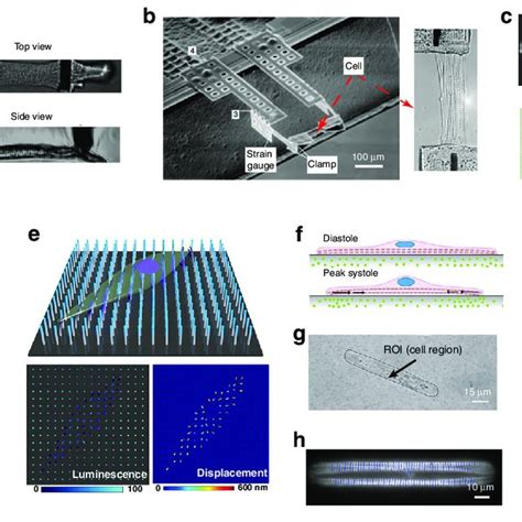 Contractile Function Measurement Of 3d Engineered Heart Tissues Ehts