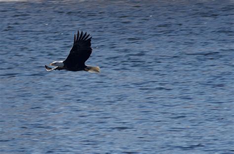 Bald Eagle Fishing Sequence Rcedarrapids