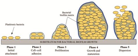 Biofilm Formation Model Schematic Diagrams Depict Bac
