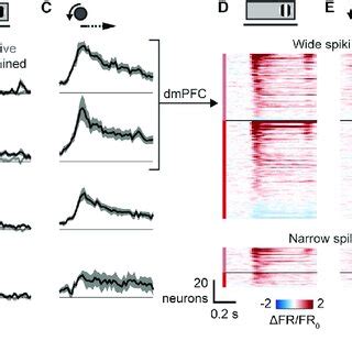 MPFC Neurons Of Trained Mice Show Stimulus And Movement Evoked Download Scientific Diagram