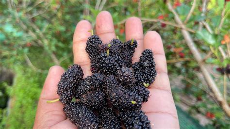 មនពូជឈៀងម៉ៃ៦០ទុំហើយខែតុលា២០២៤ Youtube