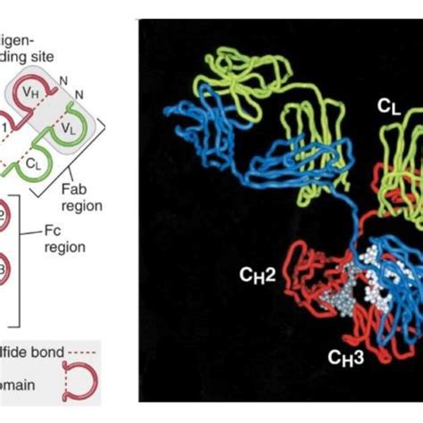 Schematic Diagram Of A Secreted Igg Molecule The Antigen Binding Sites Download Scientific