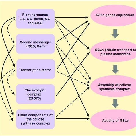 Callose Structure And Phylogenetic Tree Analysis Of Callose Synthases Download Scientific