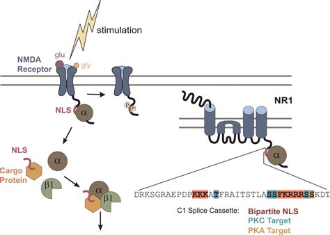 Activity Dependent Anchoring Of Importin α At The Synapse Involves