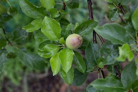 작은 설 익은 사과가 나뭇 가지에 매달려 비가 내린 후 반짝이는 물방울로 덮여 있습니다 육즙이 많은 사과는 큰 나무의 가지에 주스와 함께 부어집니다 물방울이 있는 사과 개념