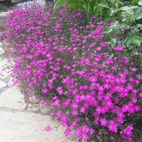 Почвопокровные цветы однолетники фото и картинки 71 штук