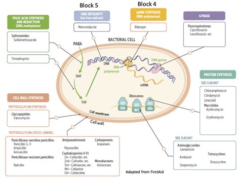 Antimicrobials Diagram Quizlet