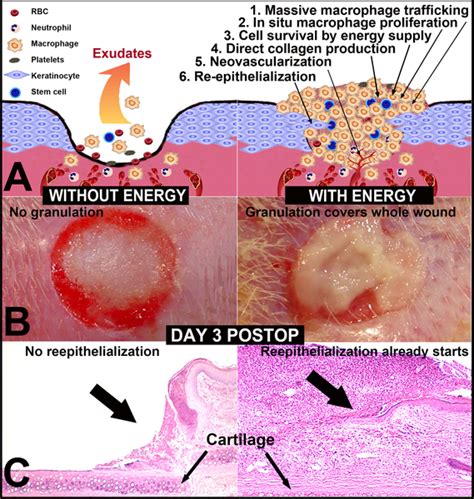 Plos One Rapid Tissue Regeneration Induced By Intracellular Atp Delivery—a Preliminary