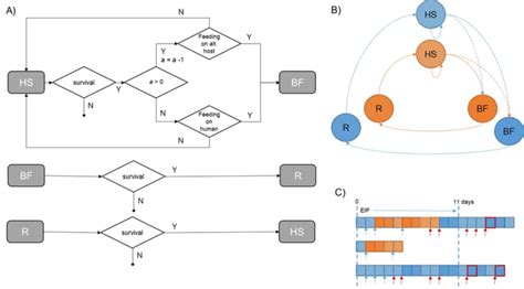 Schematic Representations Of The Model And Its Outputs A Daily Download Scientific Diagram