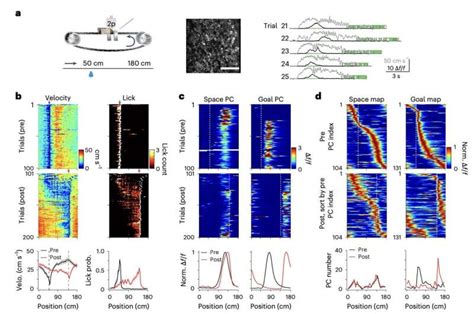 Hmn 2025 How Experience Shapes Hippocampal Place Cell Exercise To