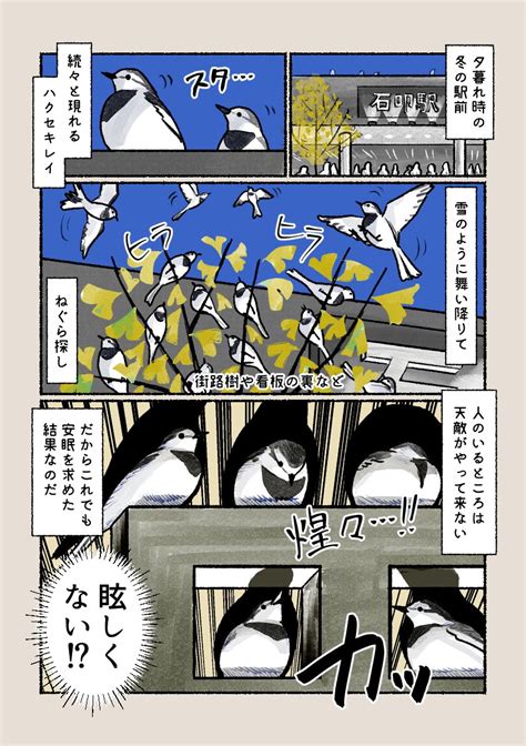 意外と知らない鳥の生活 ハクセキレイのねぐら入り 人が多く明るい場所をねぐらにしますあちらこちらから集まってくる𝚙𝚒𝚛𝚘 𝚙𝚒𝚛𝚘
