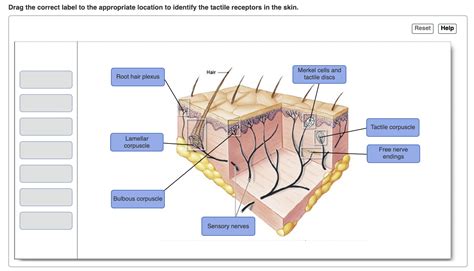 Solved Drag The Correct Label To The Appropriate Location To