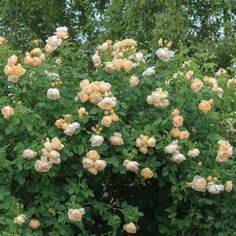 Wollerton Old Hall Wild Rose Nursery