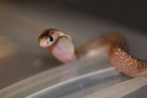 🔥 A New Born Python Still In Its Shell Rprogrammerhumor