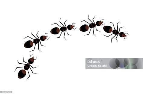 Ilustración De Línea De Hormigas Aisladas Sobre Fondo Blanco Sendero De
