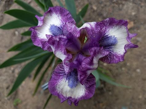 Standard Dwarf Bearded Iris Lucky La Collina Delle Iris