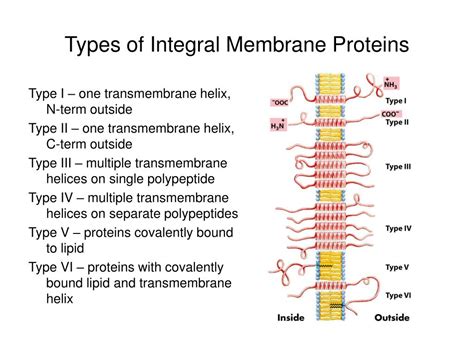Ppt Membrane Structure And Dynamics Powerpoint Presentation Free