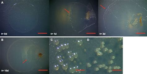 Predation Assays Resulting In Initial Observation Of Survivor P Download Scientific Diagram