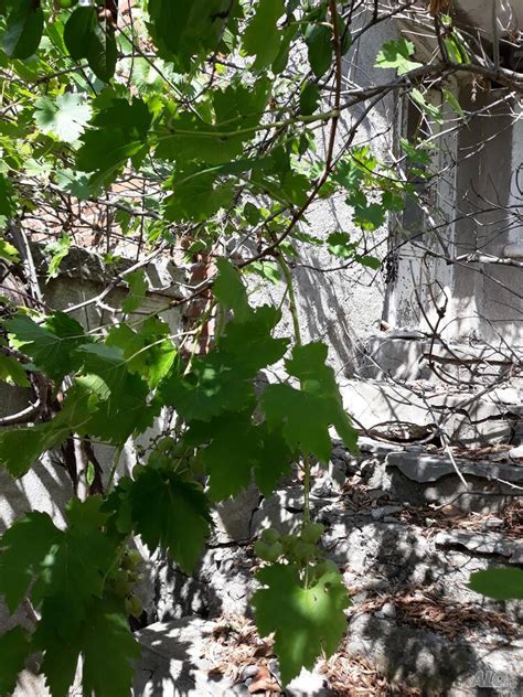 Крушово Продавам дворно място Продажба 3000 кв м В регулация УПИ С ток Водопровод Парцели