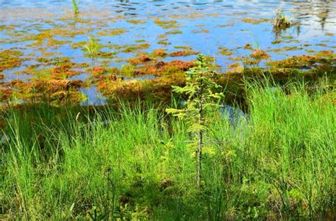 How To Get Rid Of Tree Saplings In Lawn